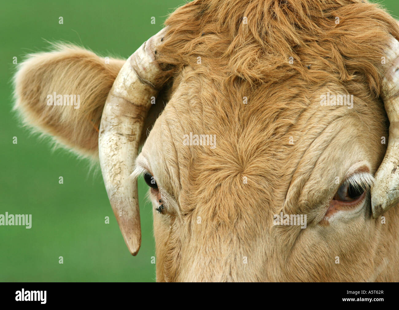 Tight shot cows head cow hi-res stock photography and images - Alamy