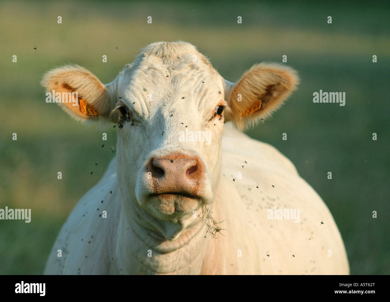 Cow covered with flies Stock Photo - Alamy