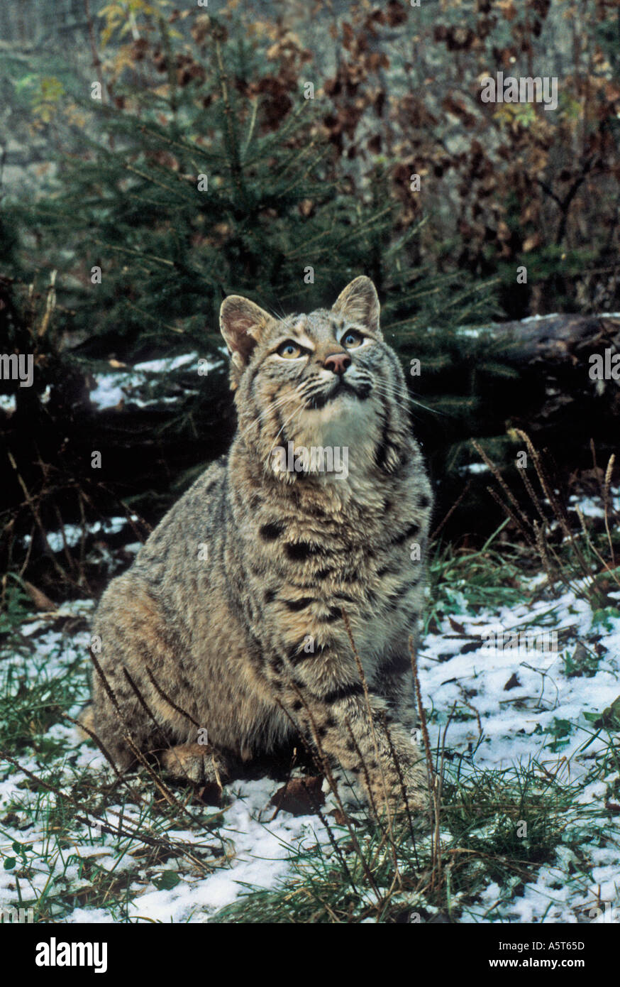 Bobcat Lynx rufus Stock Photo - Alamy