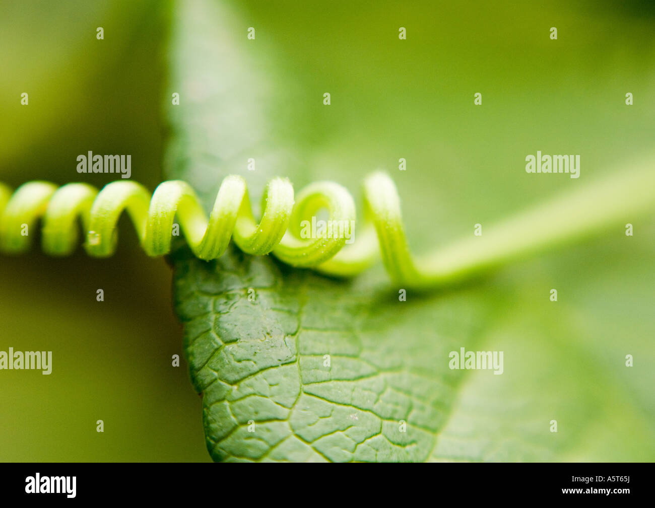 Tendril and leaf Stock Photo - Alamy