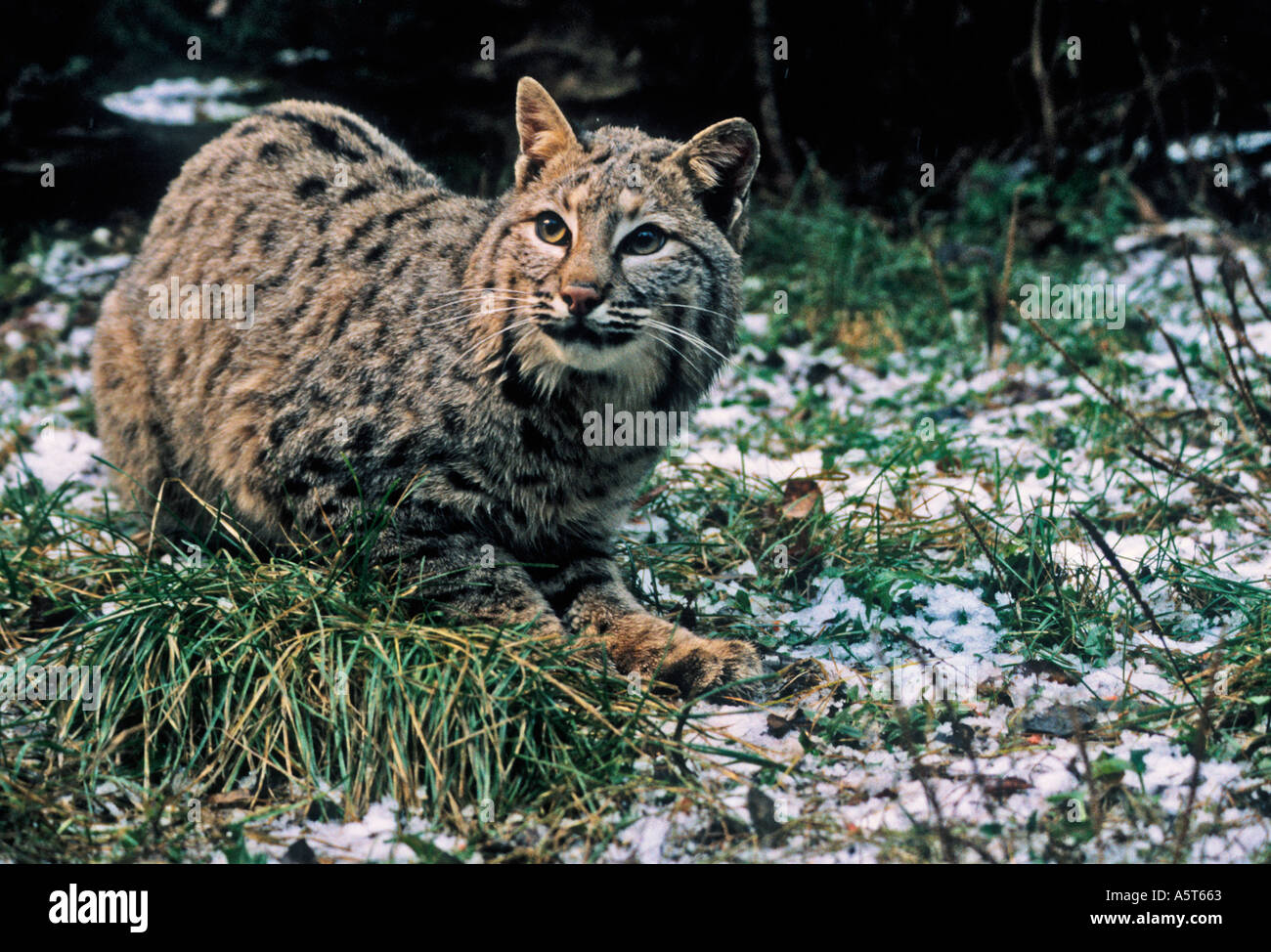 Bobcat Lynx rufus Stock Photo - Alamy