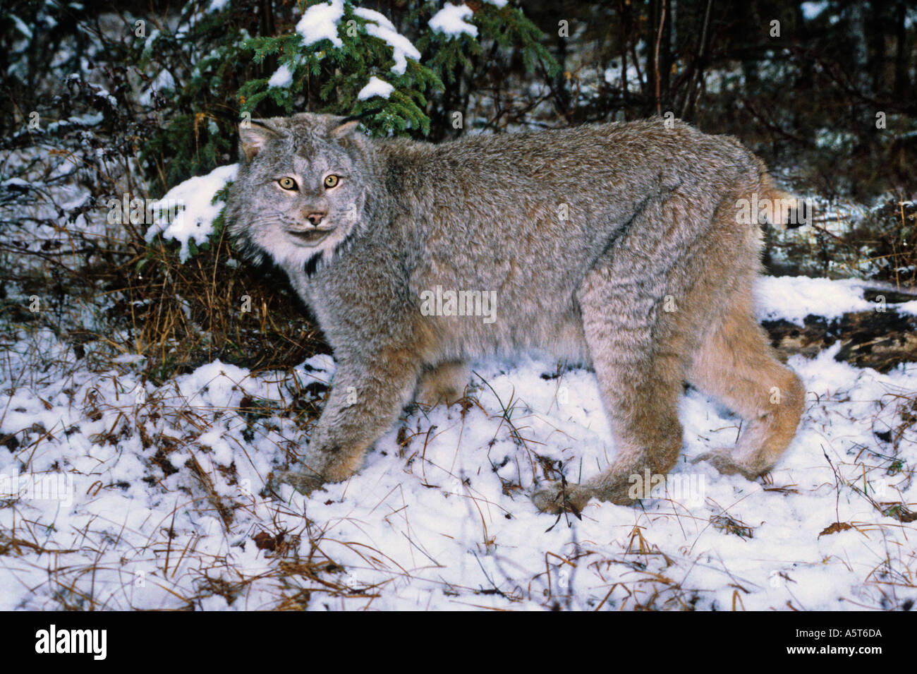 Canada Lynx Lynx canadensis Stock Photo - Alamy