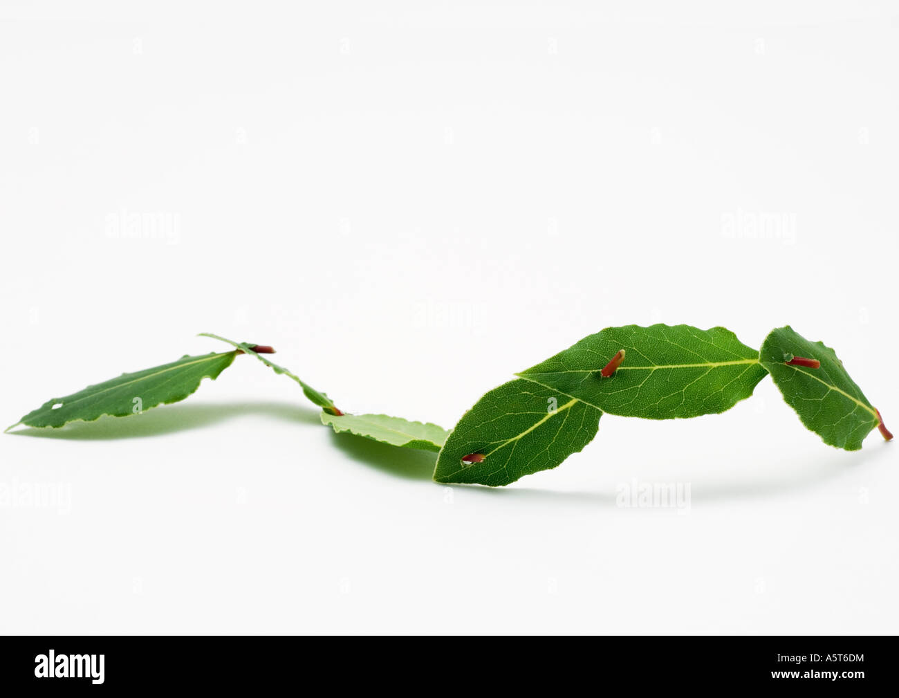 Chain of laurel leaves Stock Photo - Alamy