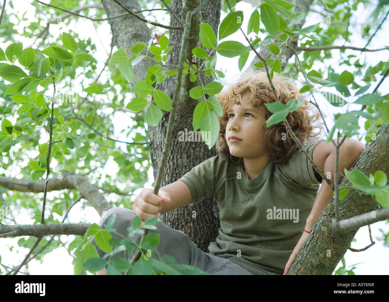 Boy sitting in tree Stock Photo - Alamy