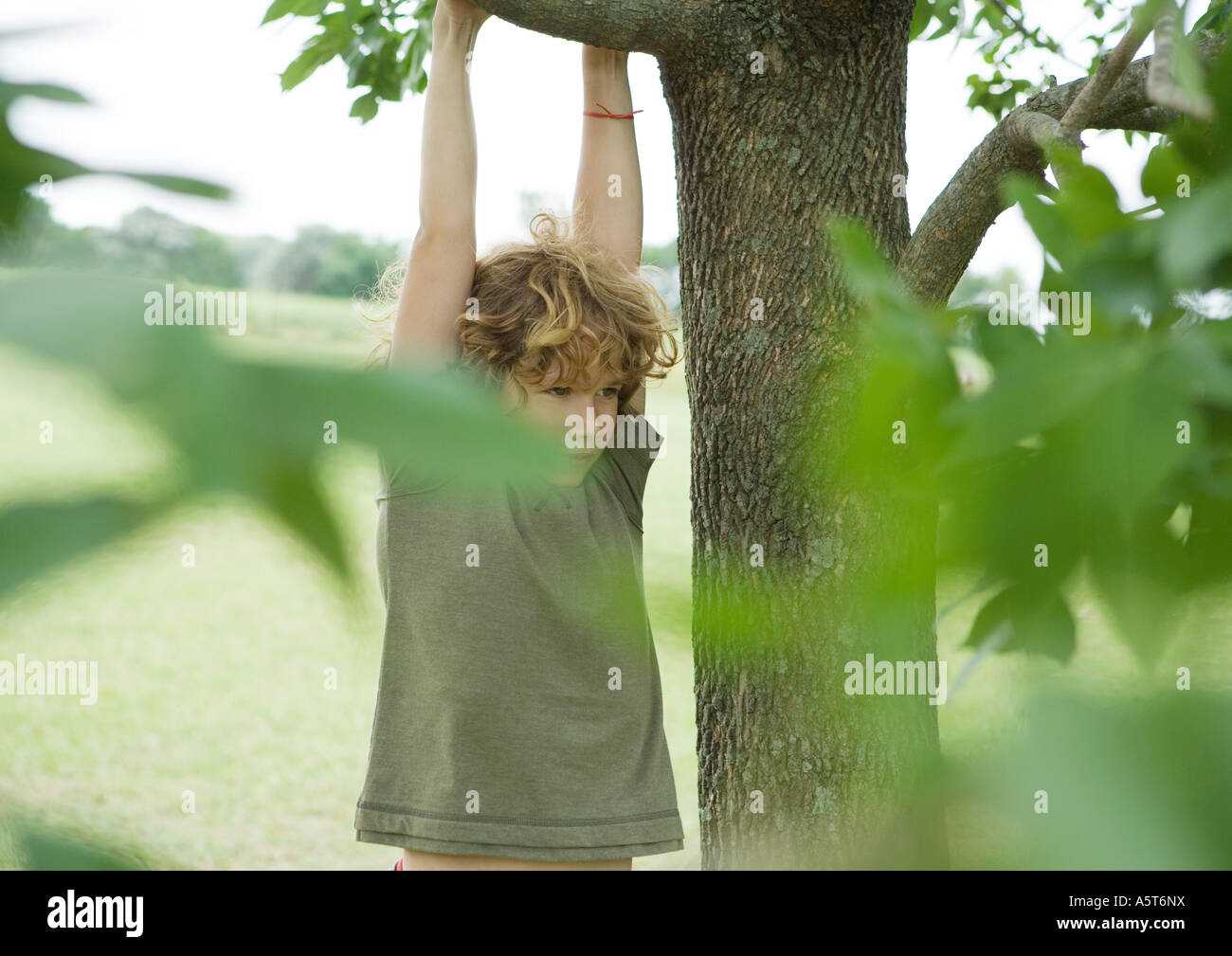 Boy hanging from tree Stock Photo - Alamy