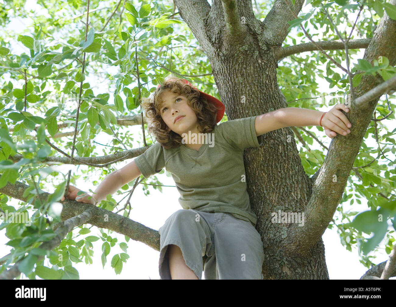 Boy sitting in tree Stock Photo - Alamy