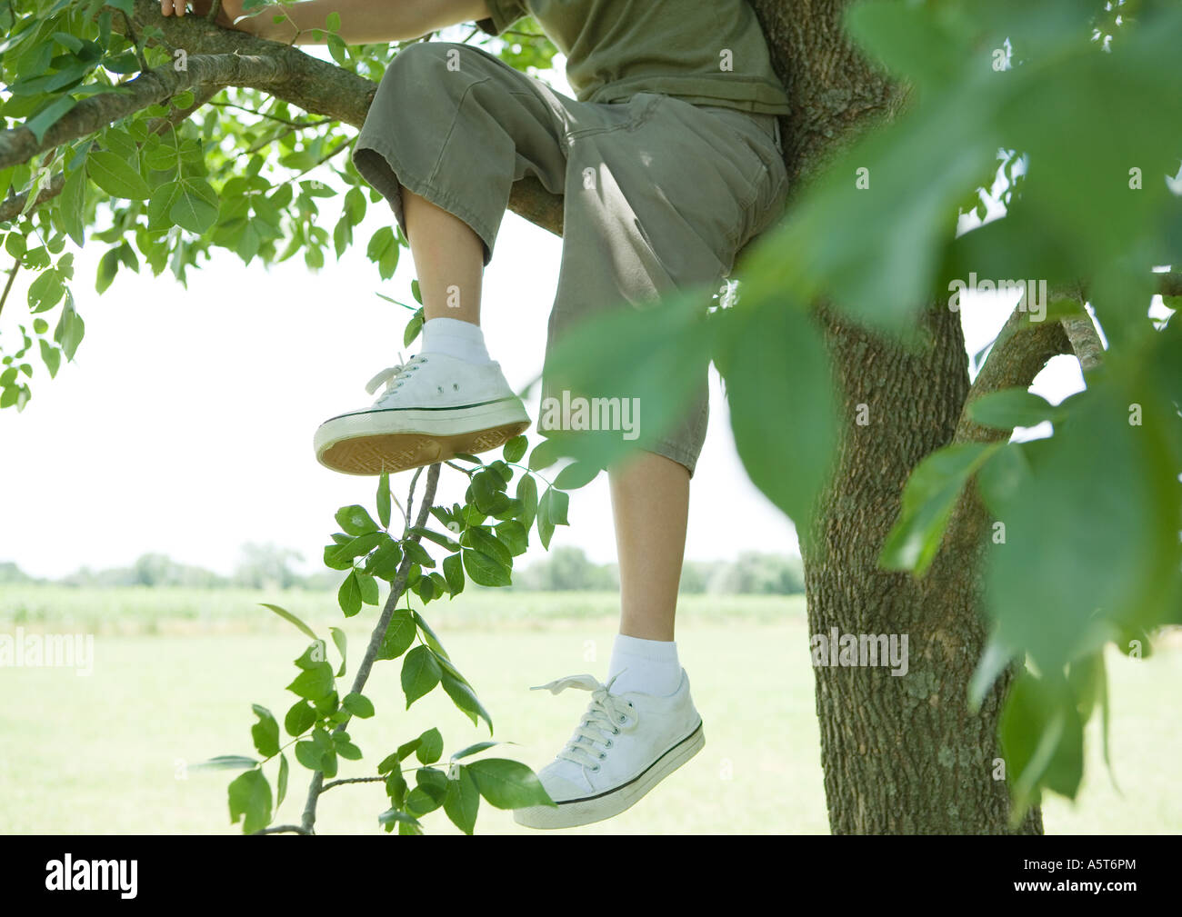 Boy sitting in tree, low section Stock Photo - Alamy