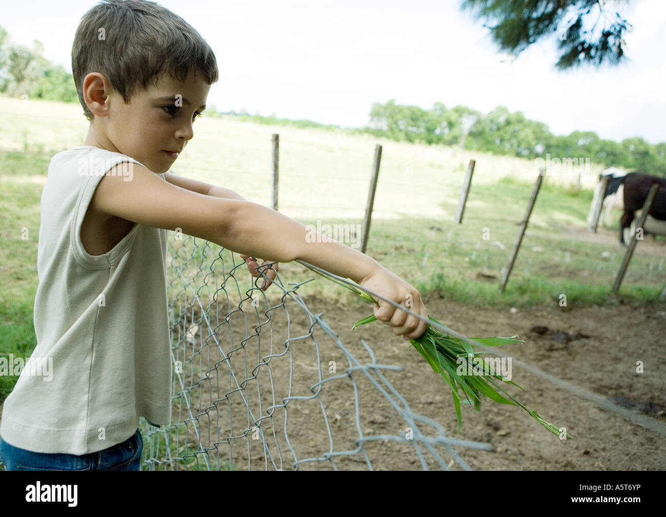 Children farm animals fence hi-res stock photography and images - Alamy