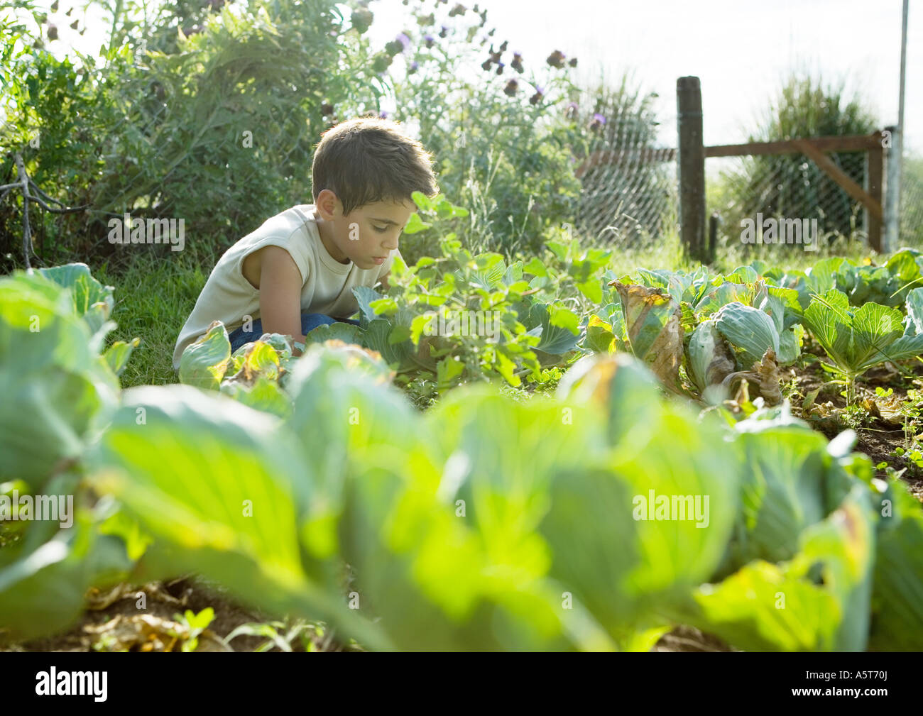 Boy in vegetable garden Stock Photo - Alamy