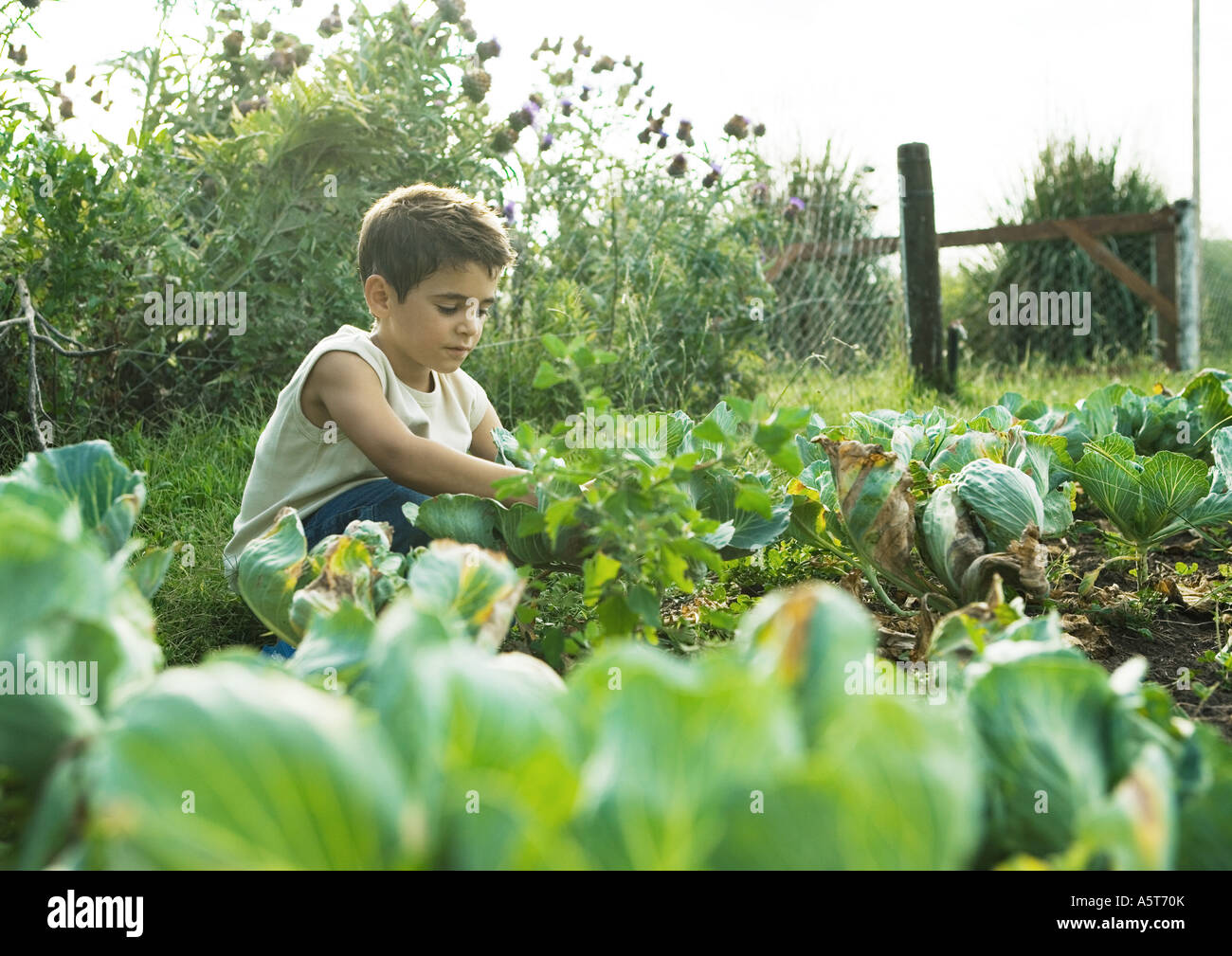 Boy in vegetable garden Stock Photo - Alamy