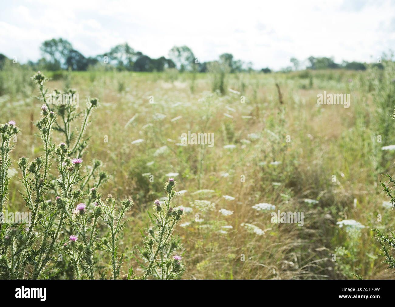 Outdoors grasses uncultivated landscape rural hi-res stock photography ...