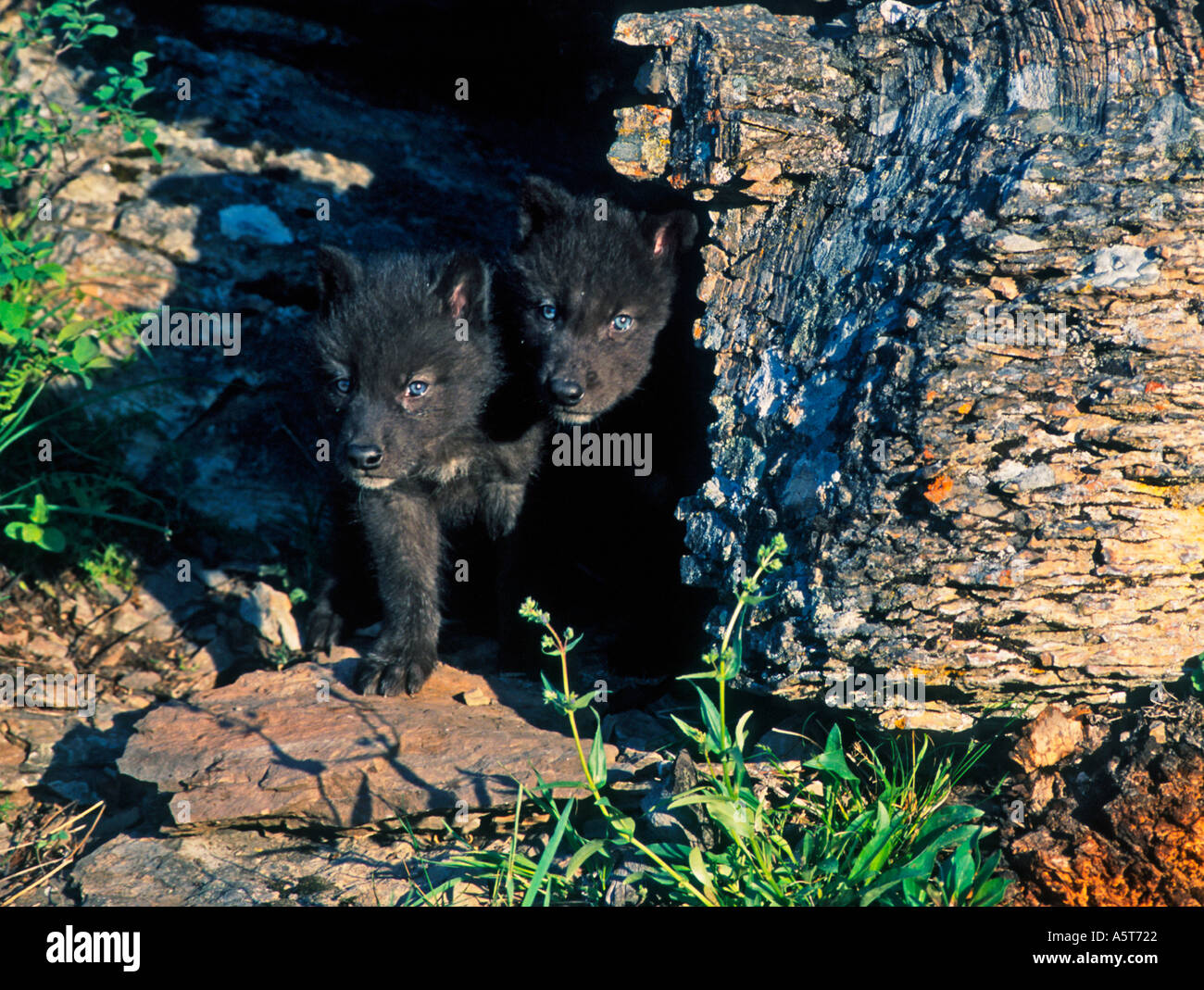 Wolf pups den hi-res stock photography and images - Alamy
