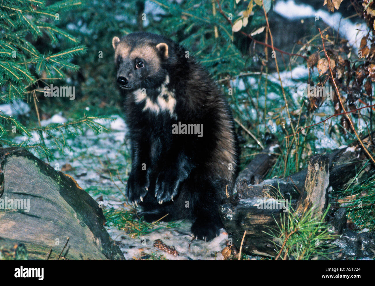 Gulo gulo usa hi-res stock photography and images - Alamy