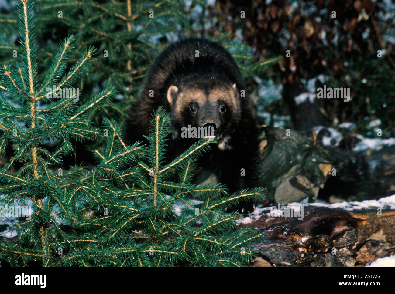 Gulo gulo usa hi-res stock photography and images - Alamy