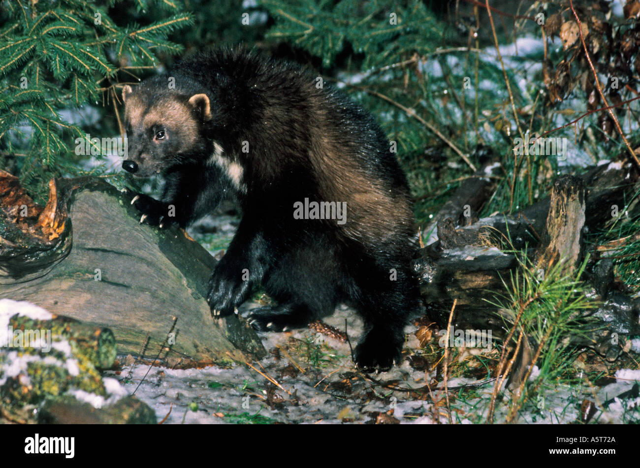 Gulo gulo usa hi-res stock photography and images - Alamy