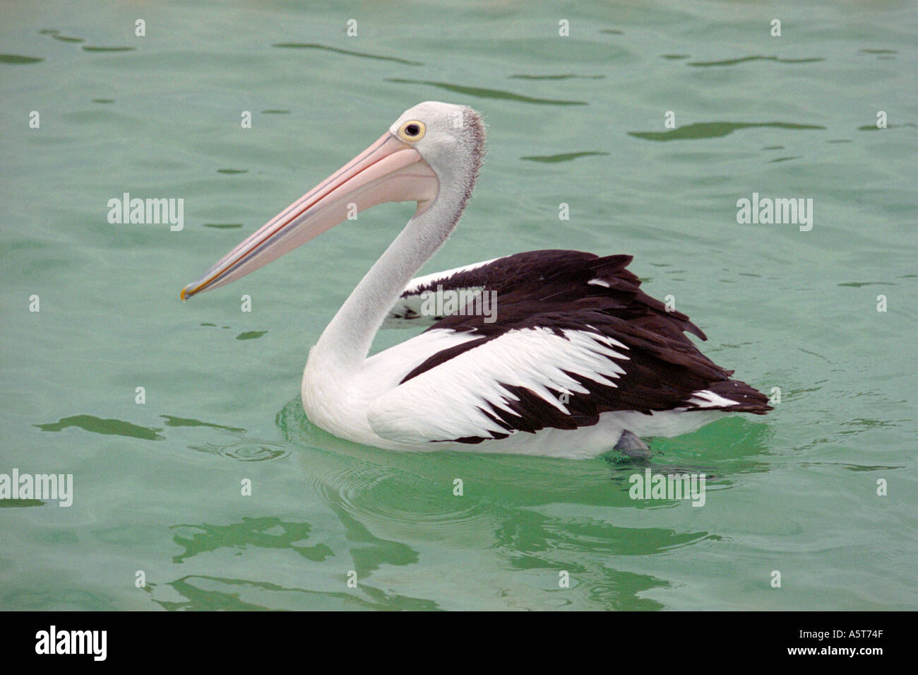 Pelican Queensland Australia Stock Photo - Alamy