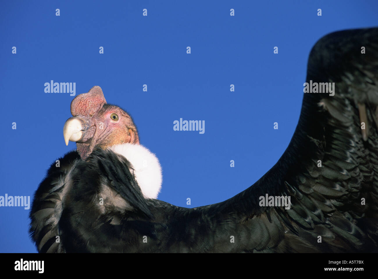 Veedor America s only free flying Andean condor San Francisco Bay Area ...