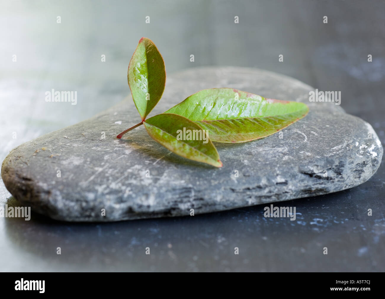Stone and leaf Stock Photo - Alamy