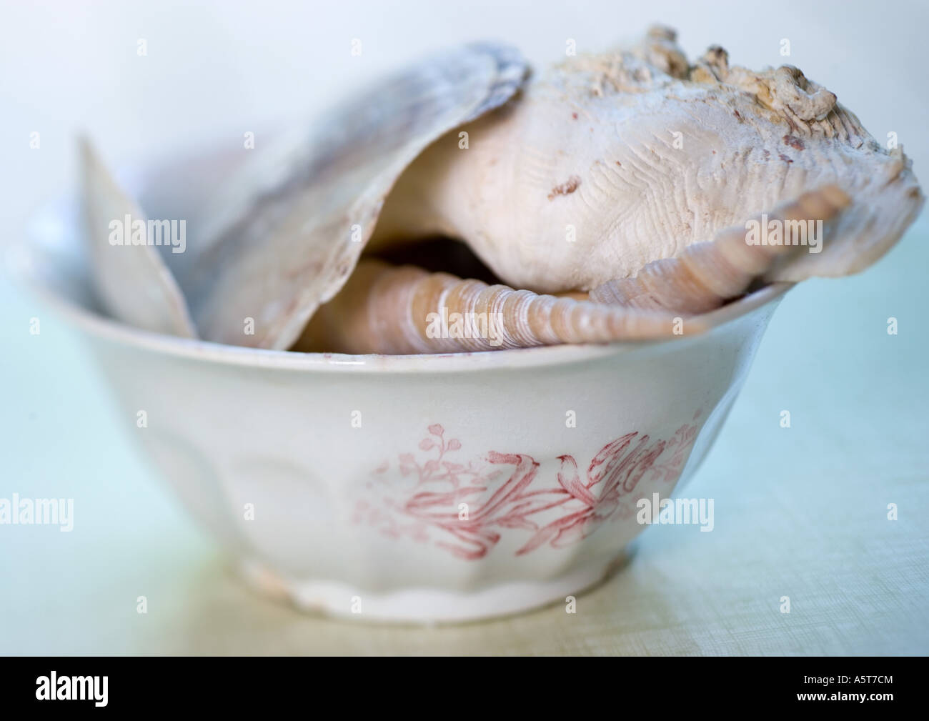 Whole Seashells High Resolution Stock Photography and Images - Alamy