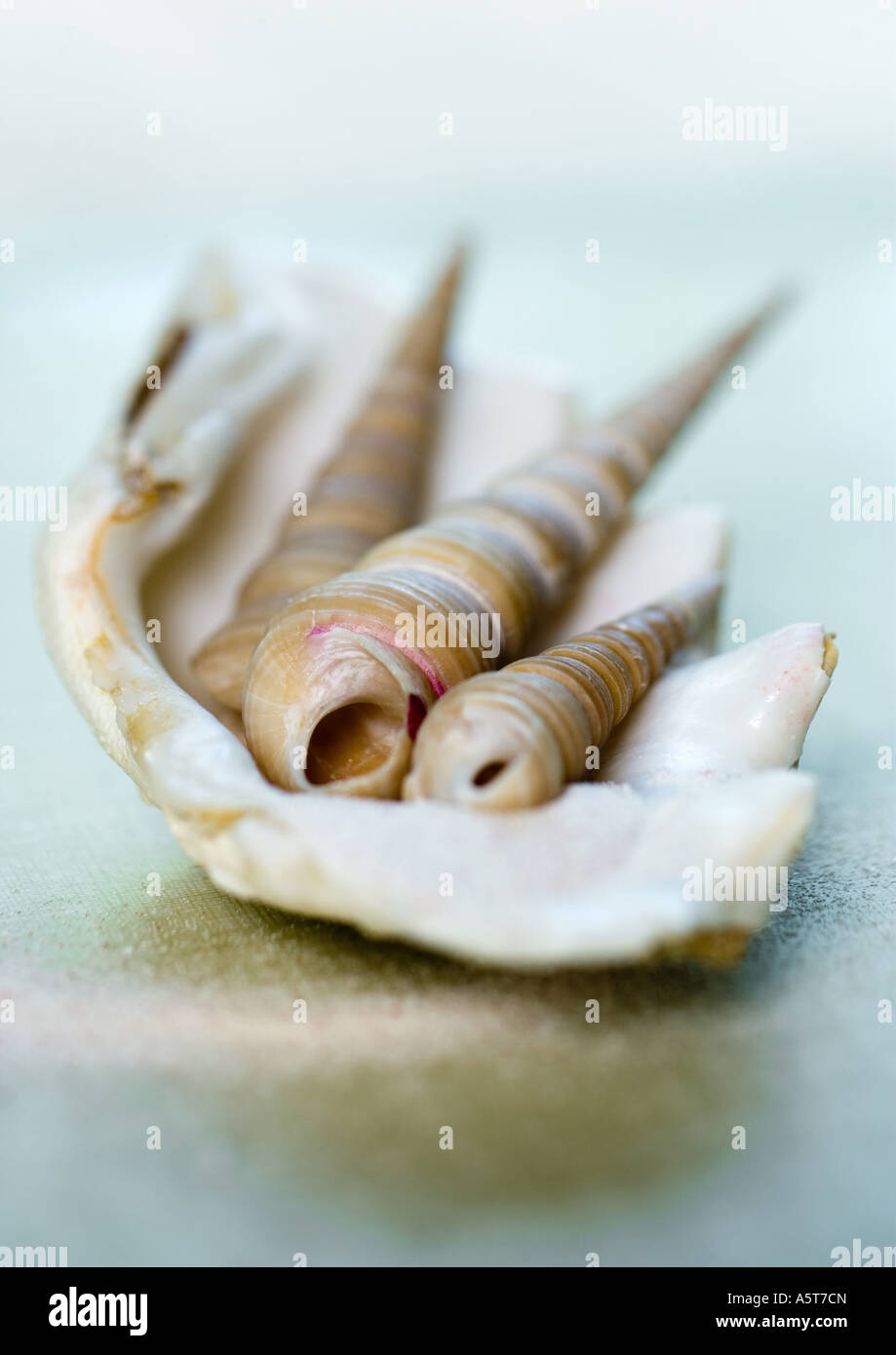 Seashell inside hi-res stock photography and images - Alamy