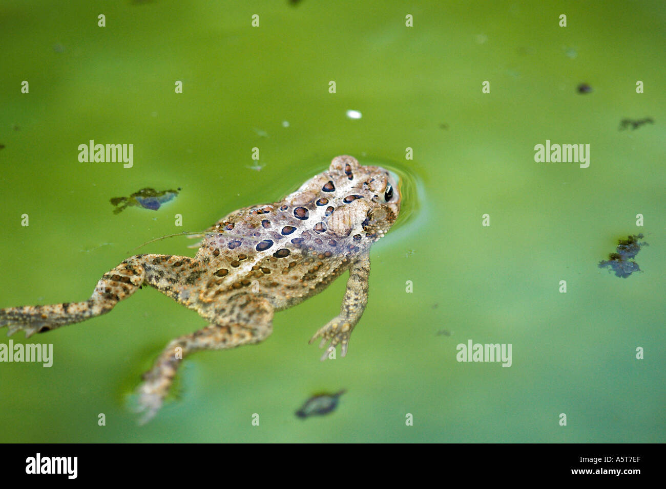 A female tree frog floats in a pool in Eastern Michigan Stock Photo - Alamy