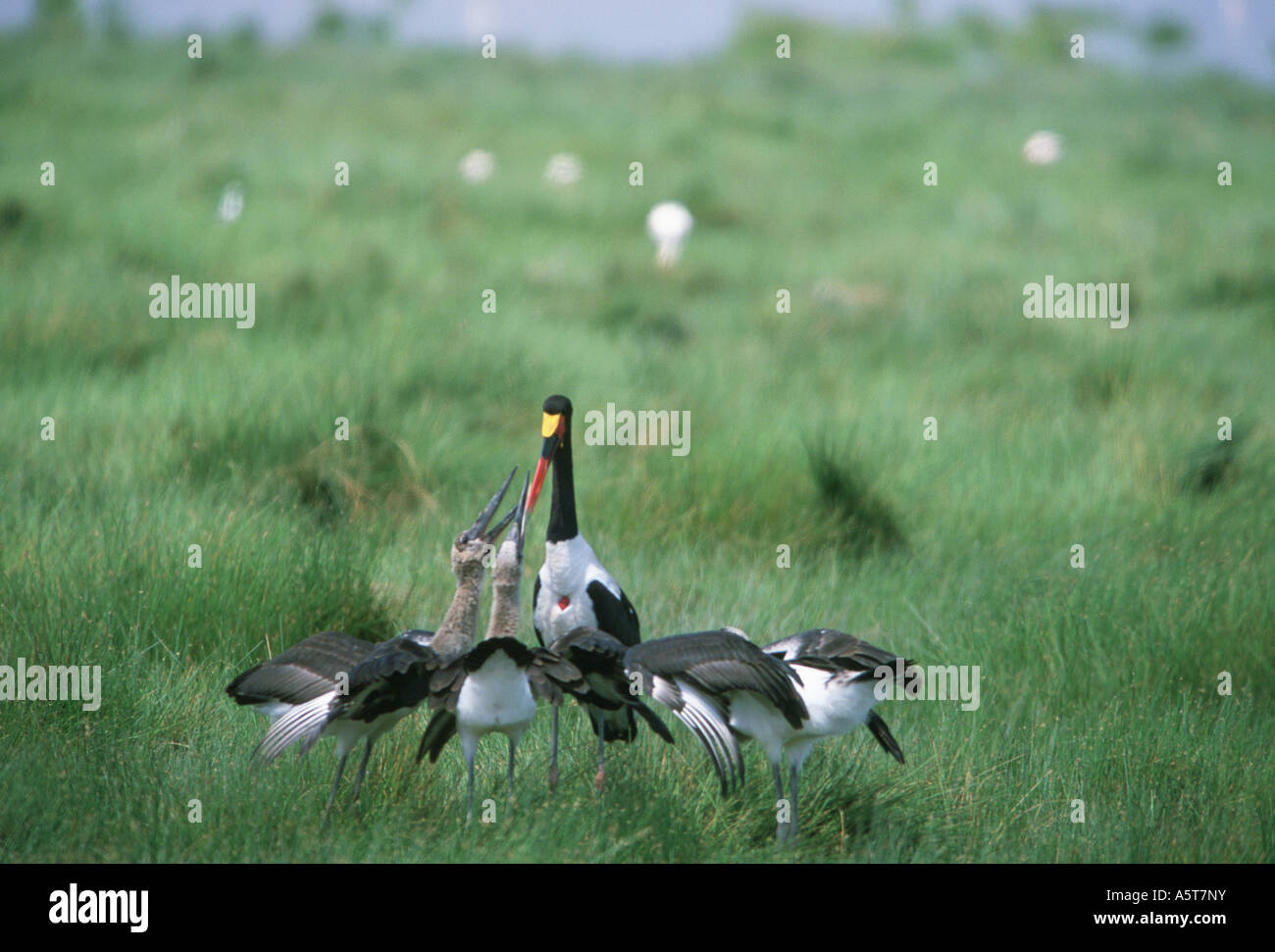 Five food groups hi-res stock photography and images - Alamy