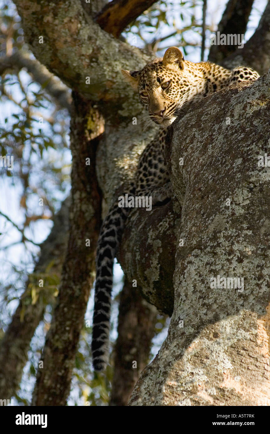 Wild african leopard in acacia tree enjoys the sun sunshine in Masai ...
