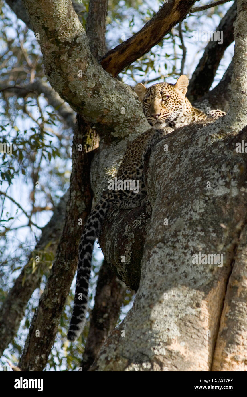Wild african leopard in acacia tree enjoys the sun sunshine in Masai ...