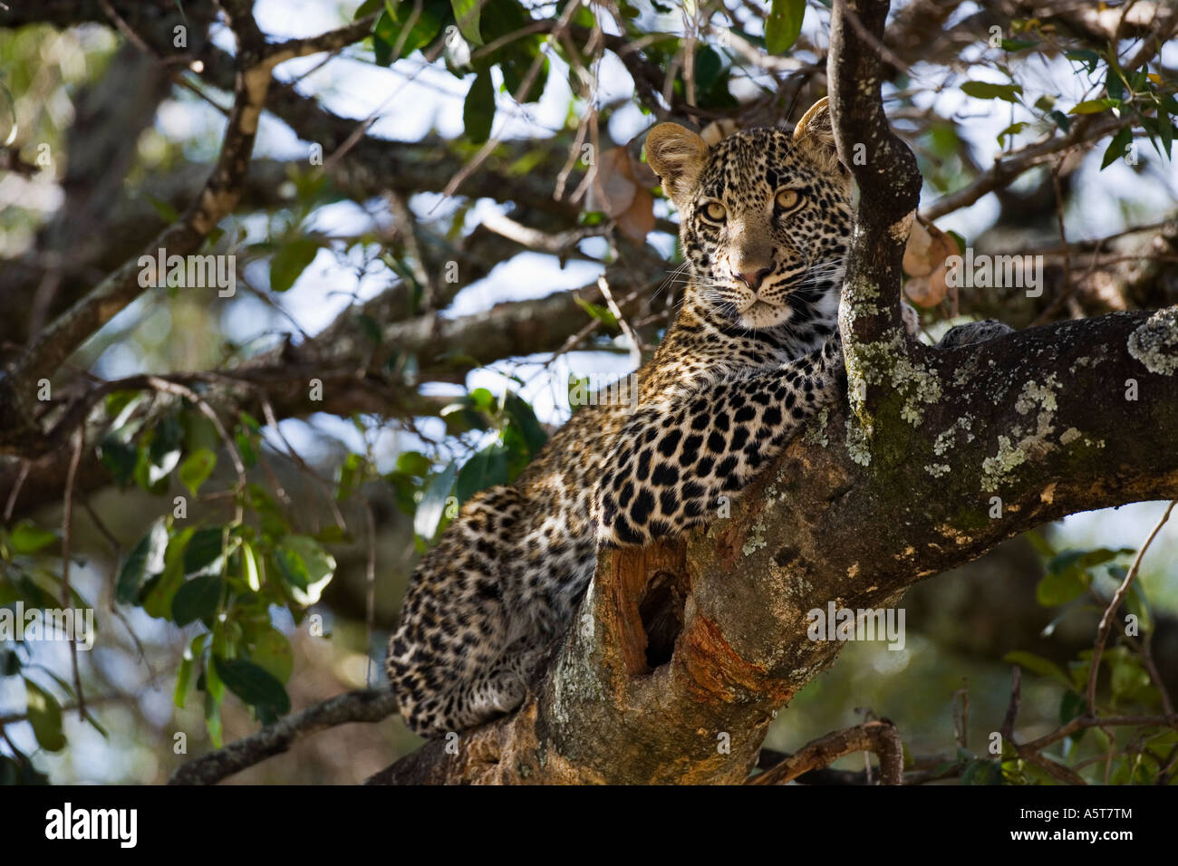 Wild african leopard in acacia tree enjoys the sun sunshine in Masai ...