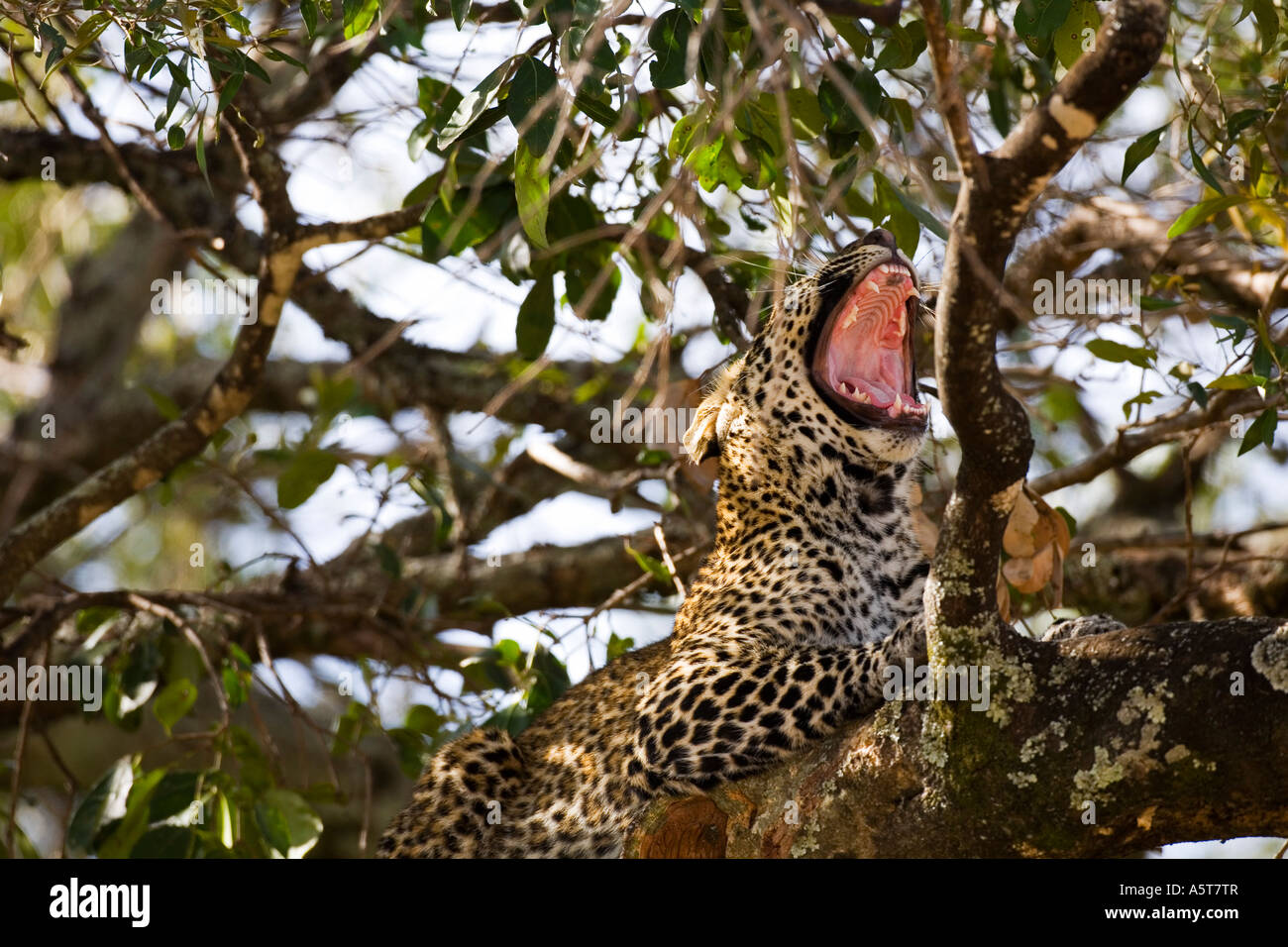 African wild leopard yawning in acacia tree in sun sunshine Masai Mara ...