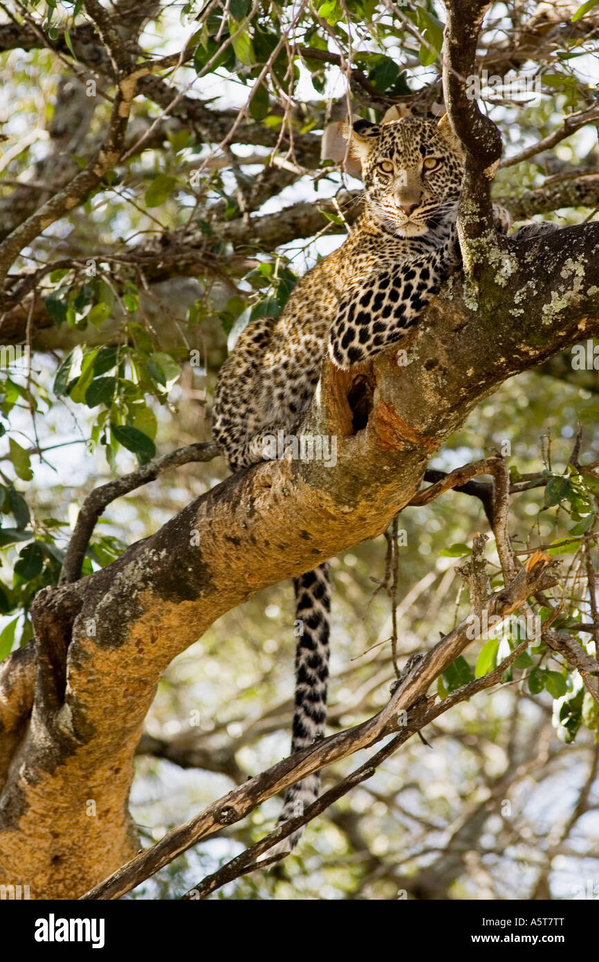 Wild african leopard in acacia tree enjoys the sun sunshine in Masai ...