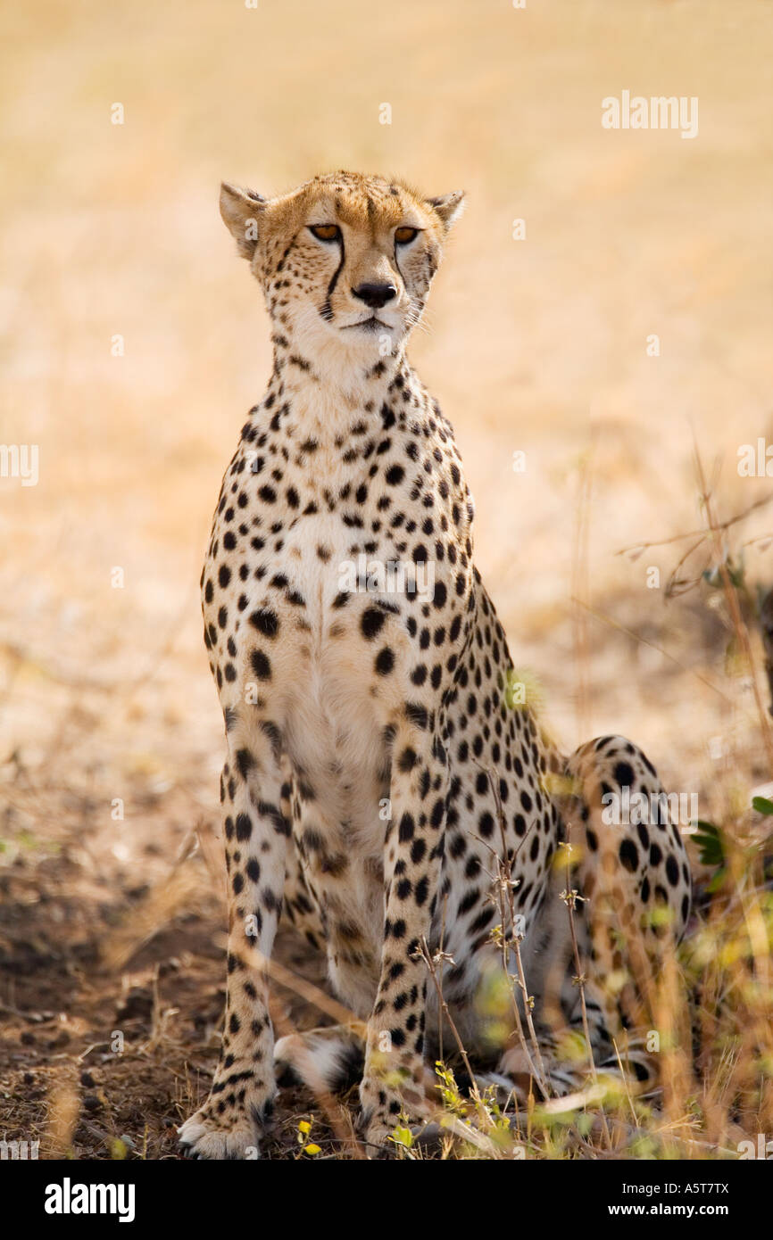 Wild cheetah in shade from sun sunshine on savannah outdoors Masai Mara ...