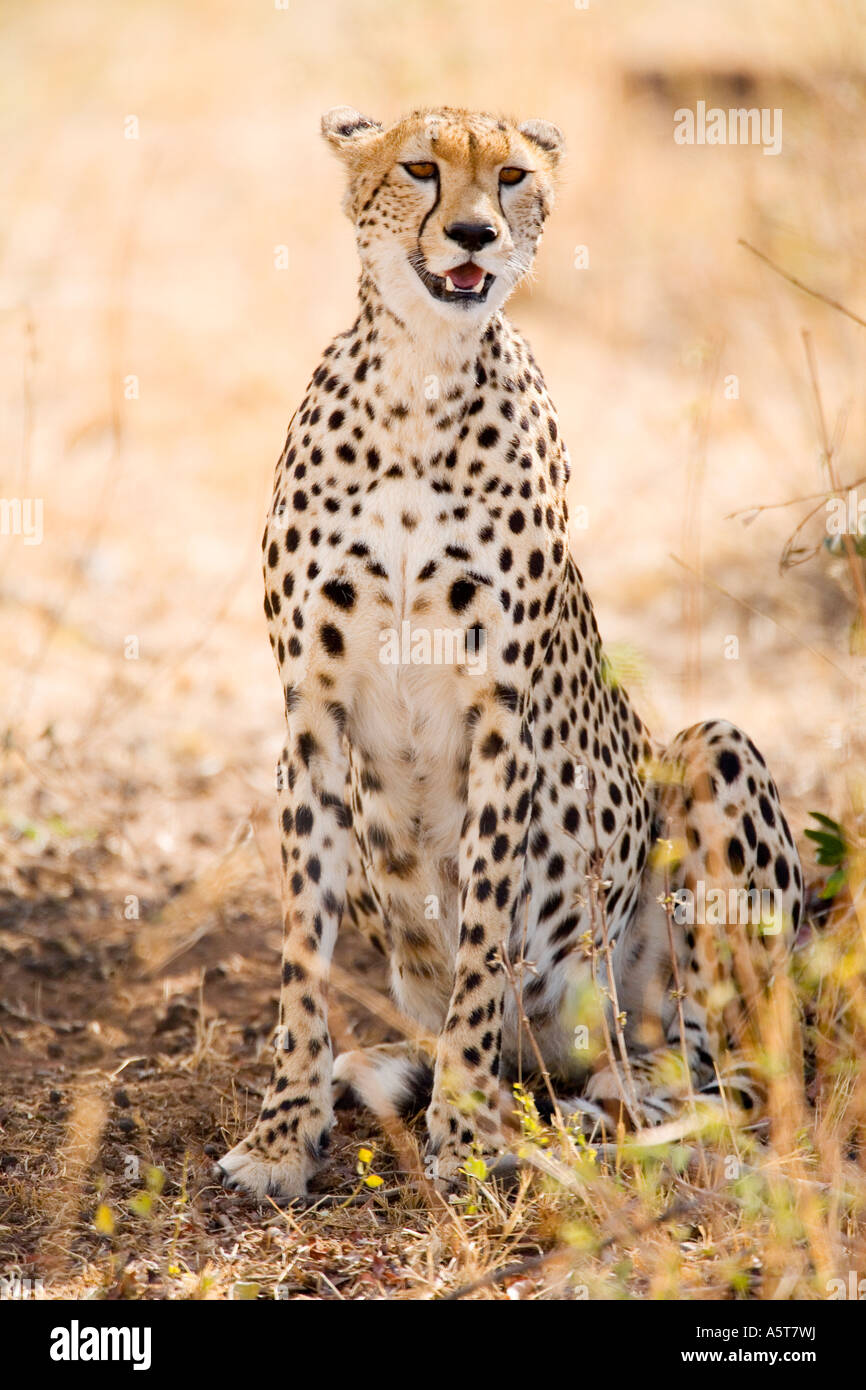 Cheetah in shade from sun sunshine on savannah outdoors in wild Masai ...
