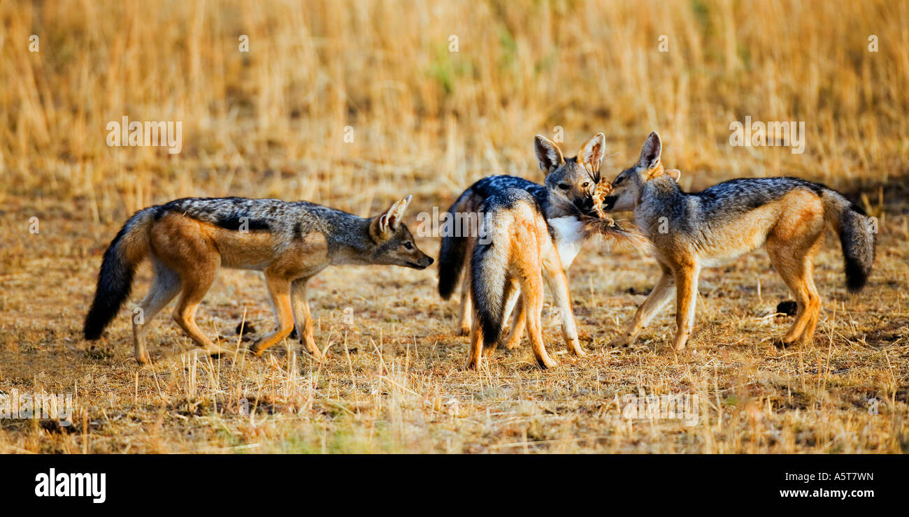 Black Backed Black-backed Jackal cubs playing with dead Wildebeest tail ...