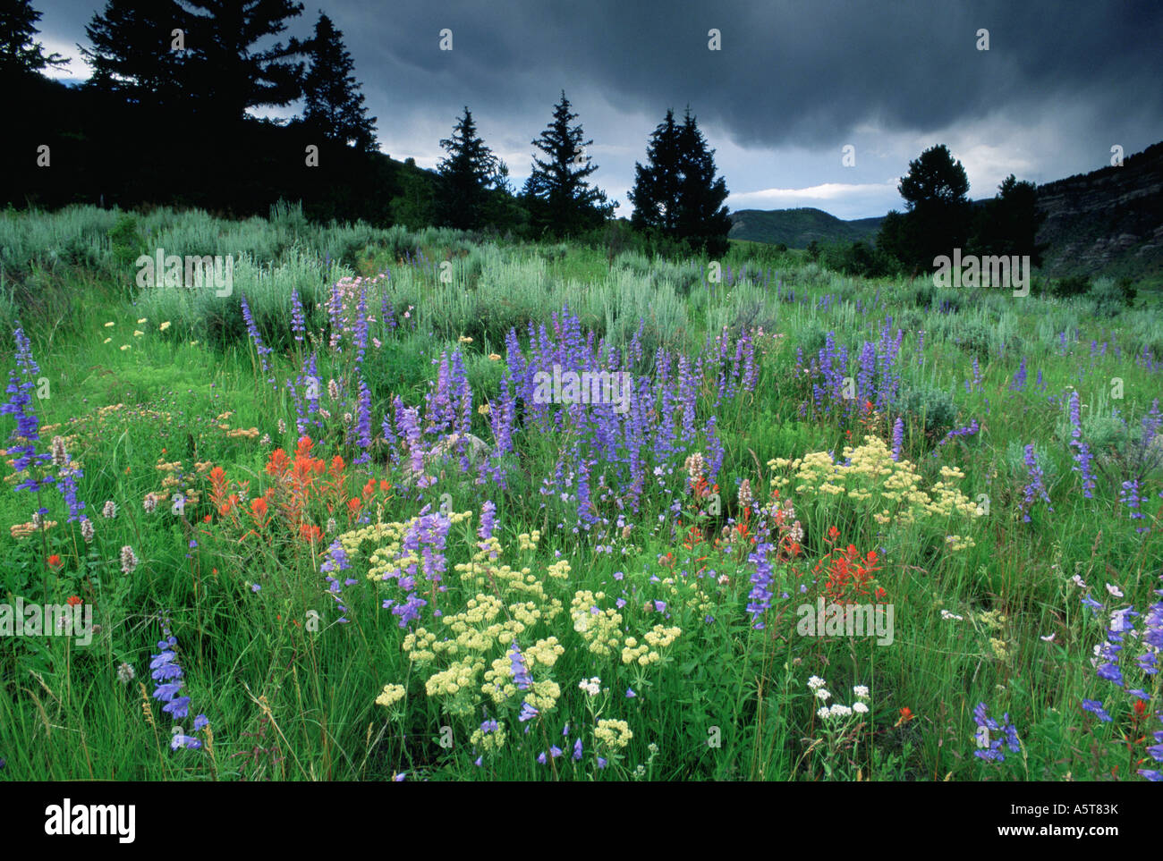 Colorado Summers High Resolution Stock Photography and Images - Alamy