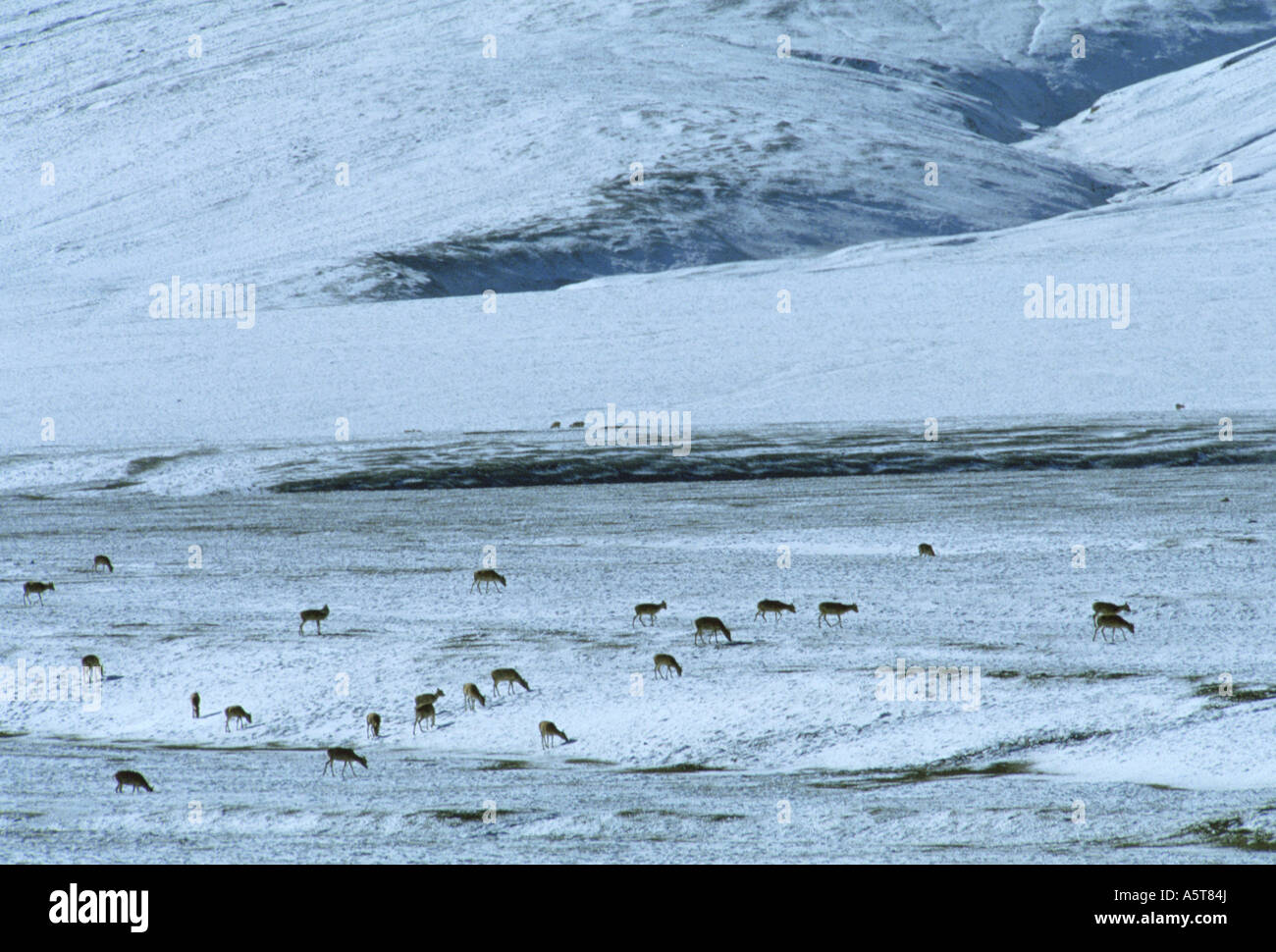 Shahtoosh hi-res stock photography and images - Alamy