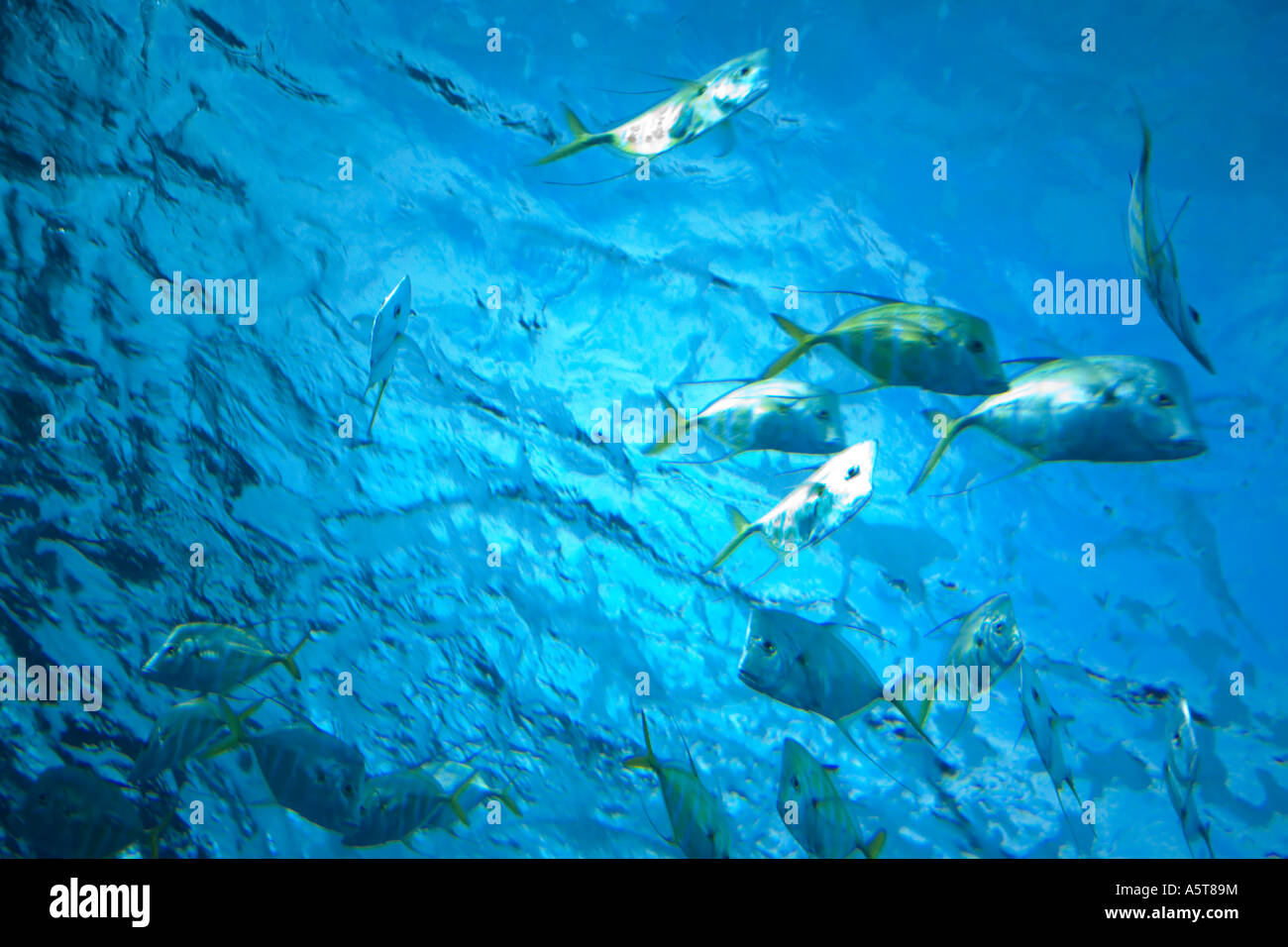 Tropical Fish Swimming Stock Photo - Alamy