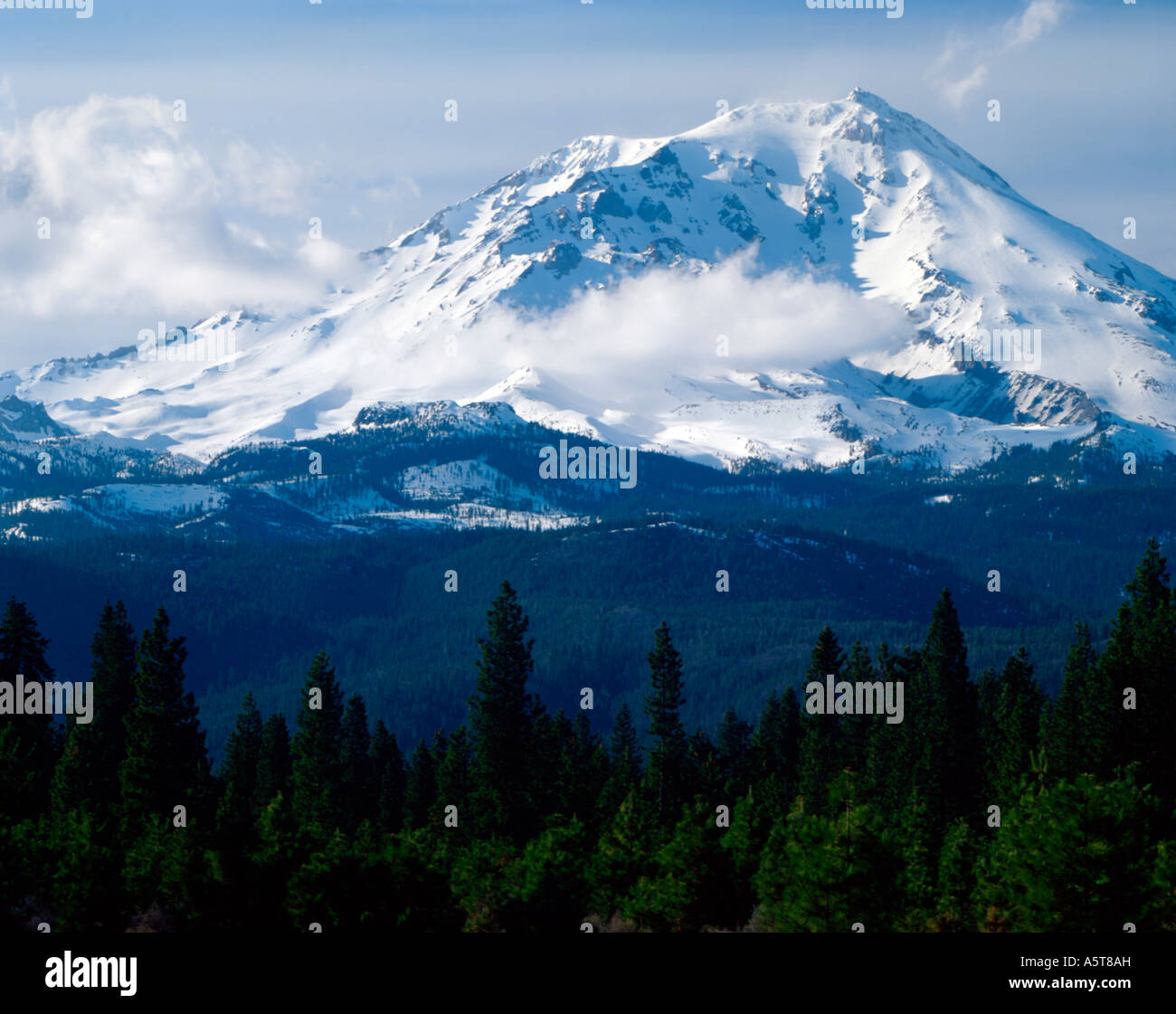 Snow and glacier covered Mount Shasta looms over the Northern ...
