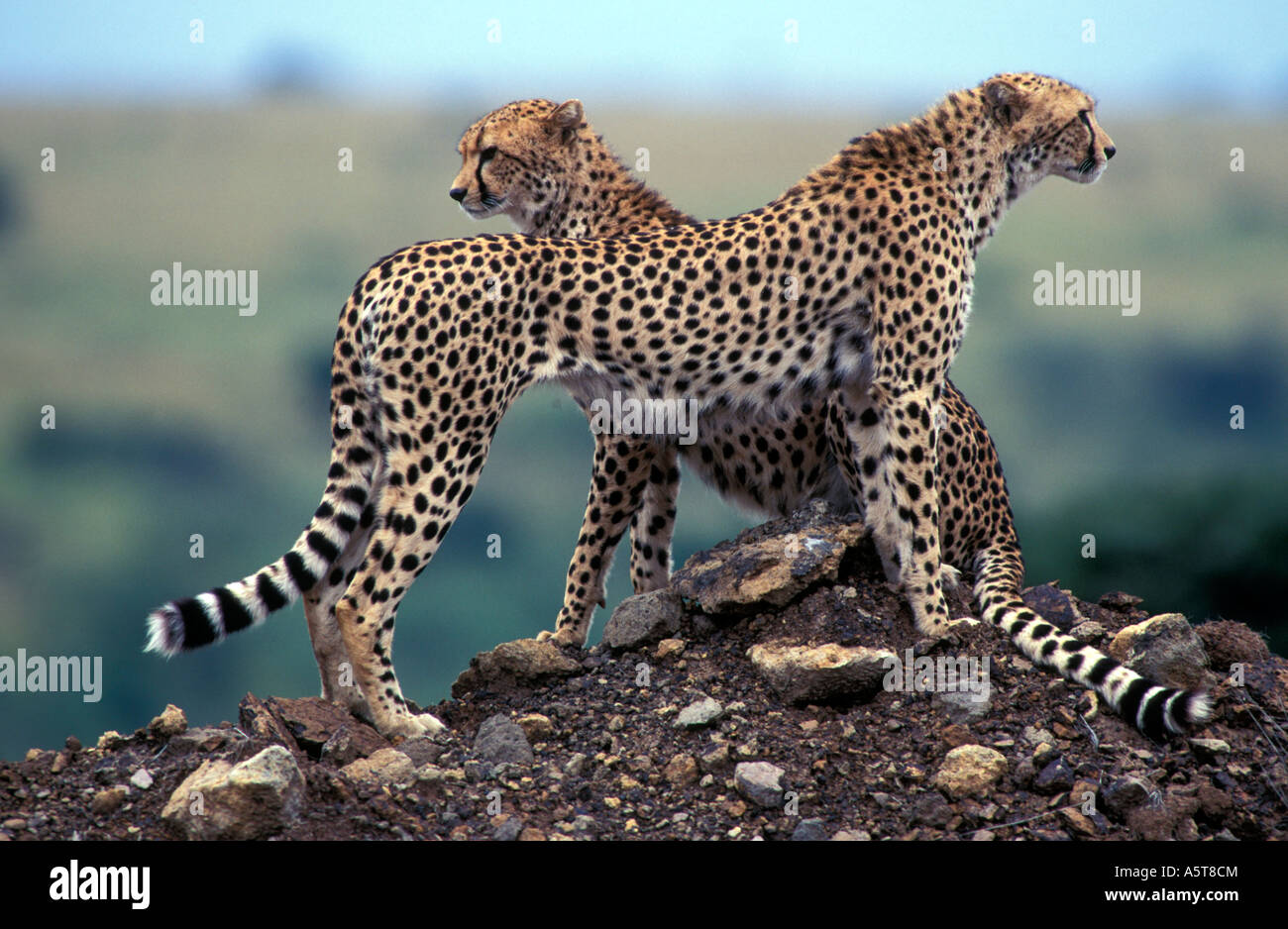 Cheetah (Acinonyx jubatus Stock Photo - Alamy