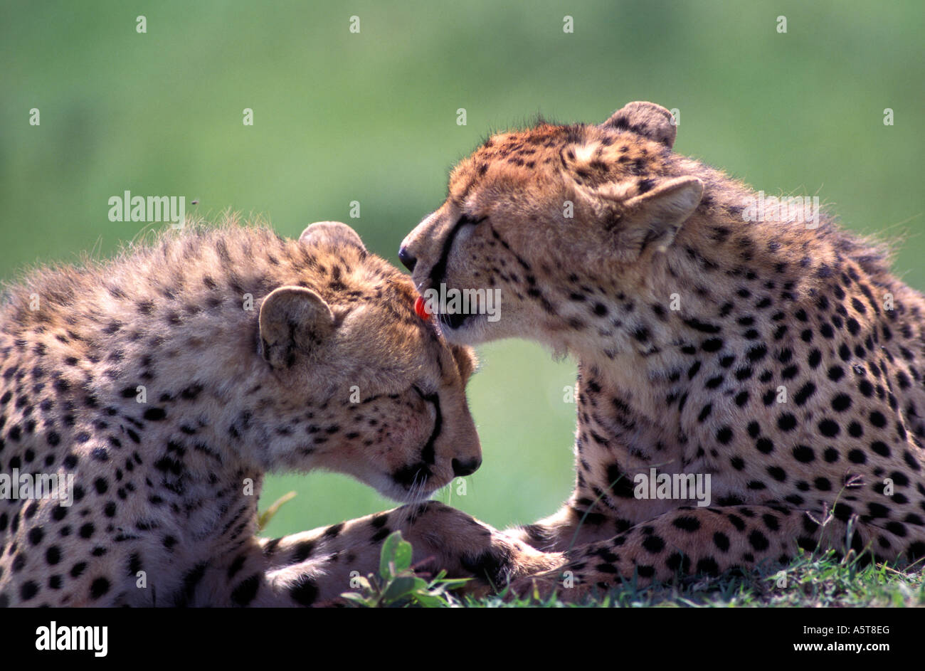 Female Cheetah grooming sub adult Stock Photo - Alamy