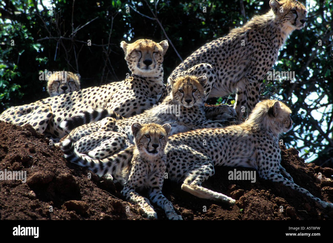 Cheetah (Acinonyx jubatus Stock Photo - Alamy