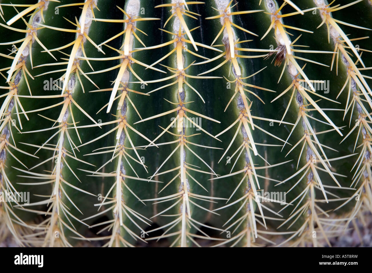 Surface detail of a barrel cactus. Camera: Nikon D2x Stock Photo - Alamy