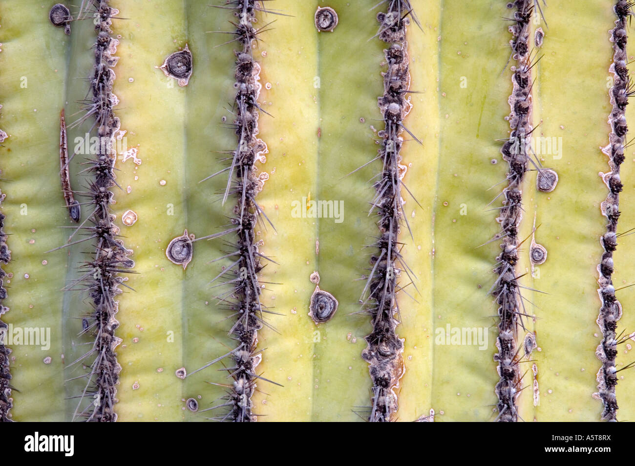 Surface detail of a large saguaro cactus. Camera: Nikon D2x Stock Photo ...