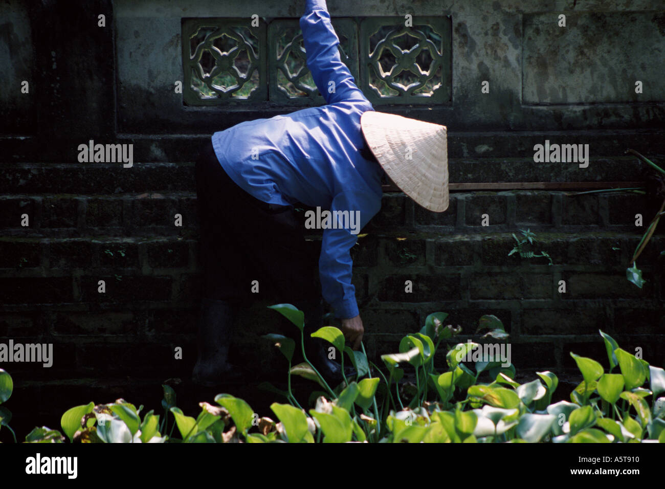 The Traditional Conical Hat of Vietnam Stock Photo - Alamy