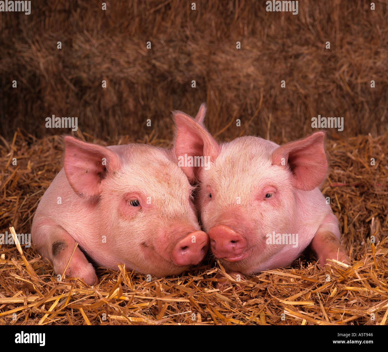 Straw animals hi-res stock photography and images - Alamy
