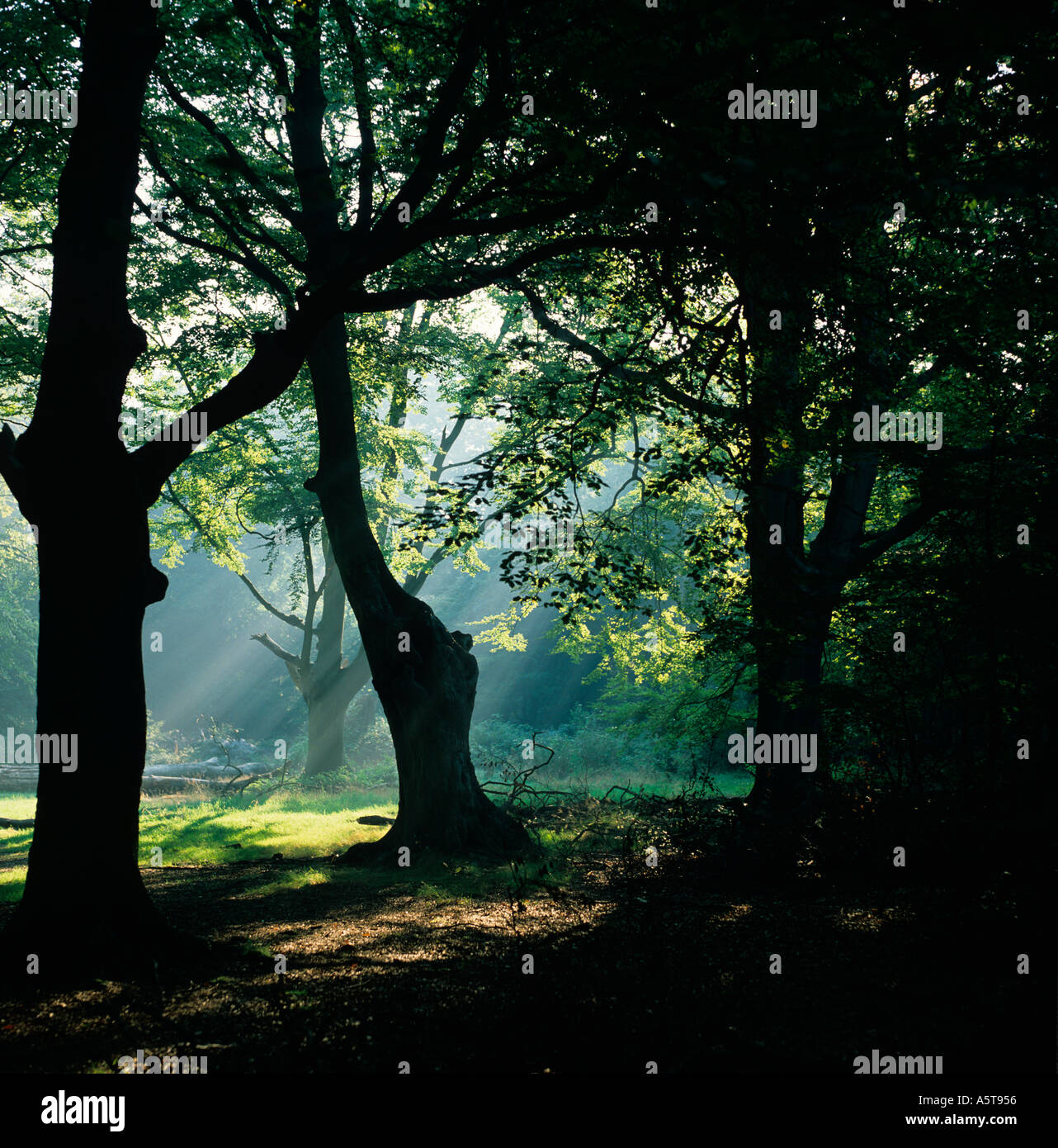 Frithsden Beeches Fagus sylvatica on an early autumn morning October ...
