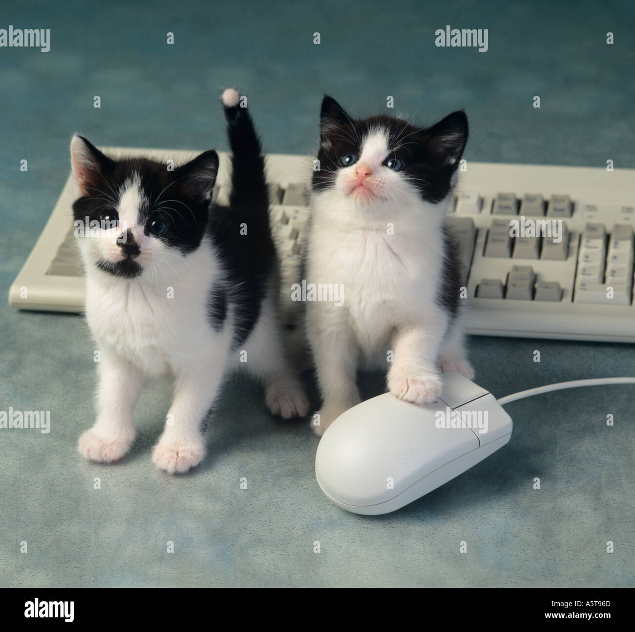 Computer kittens hi-res stock photography and images - Alamy