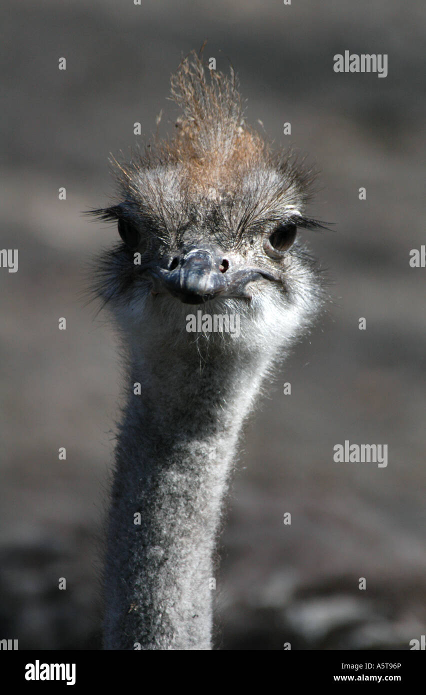 Darwin's Rhea (Rhea pennata) also known as the Lesser Rhea at Kiev Zoo ...