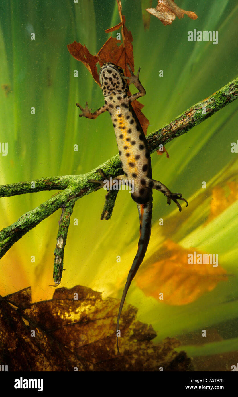 Newt spawning hi-res stock photography and images - Alamy