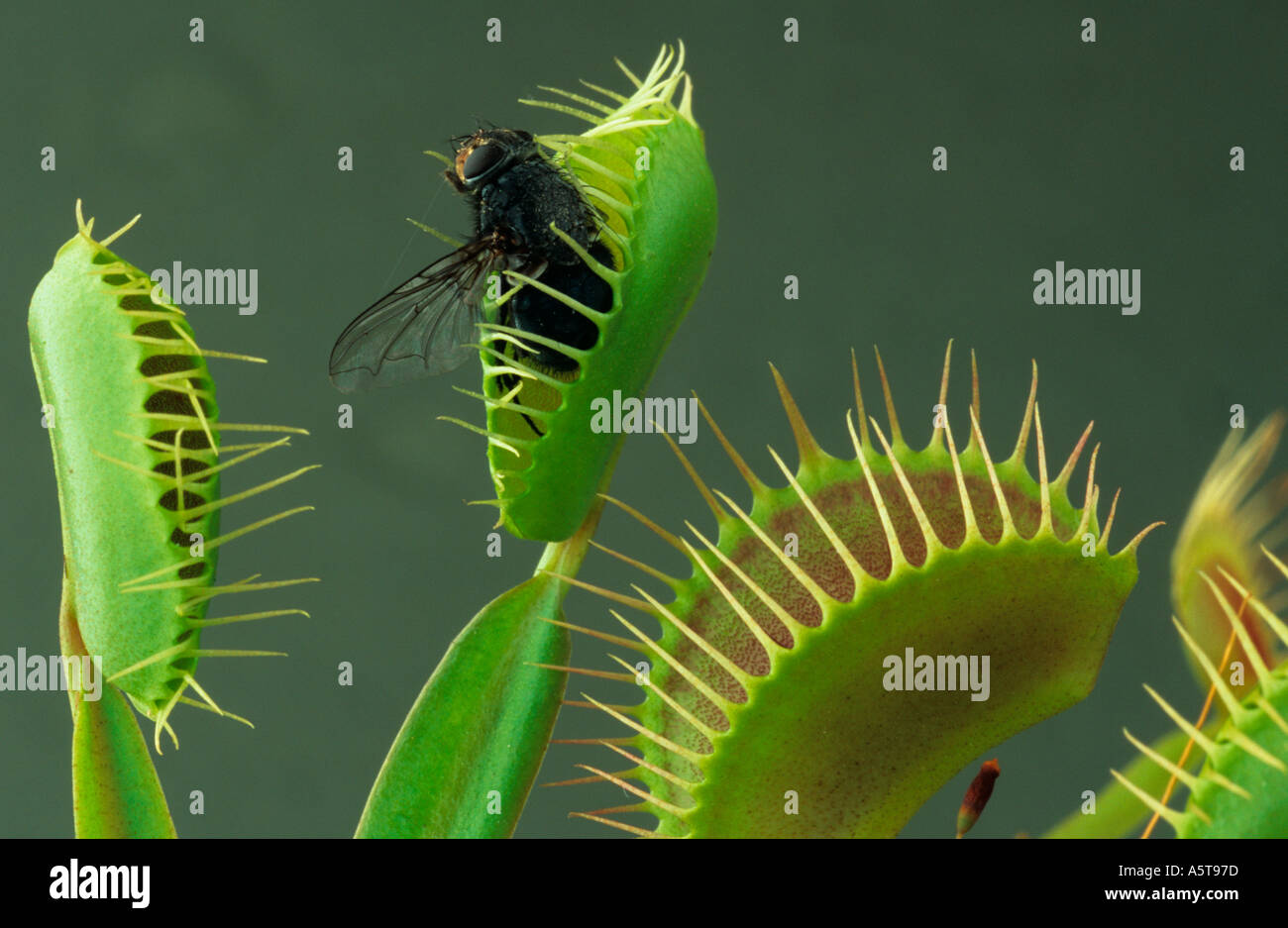 Fly trapped in Venus Fly trap Dionaea muscipula plant Stock Photo - Alamy